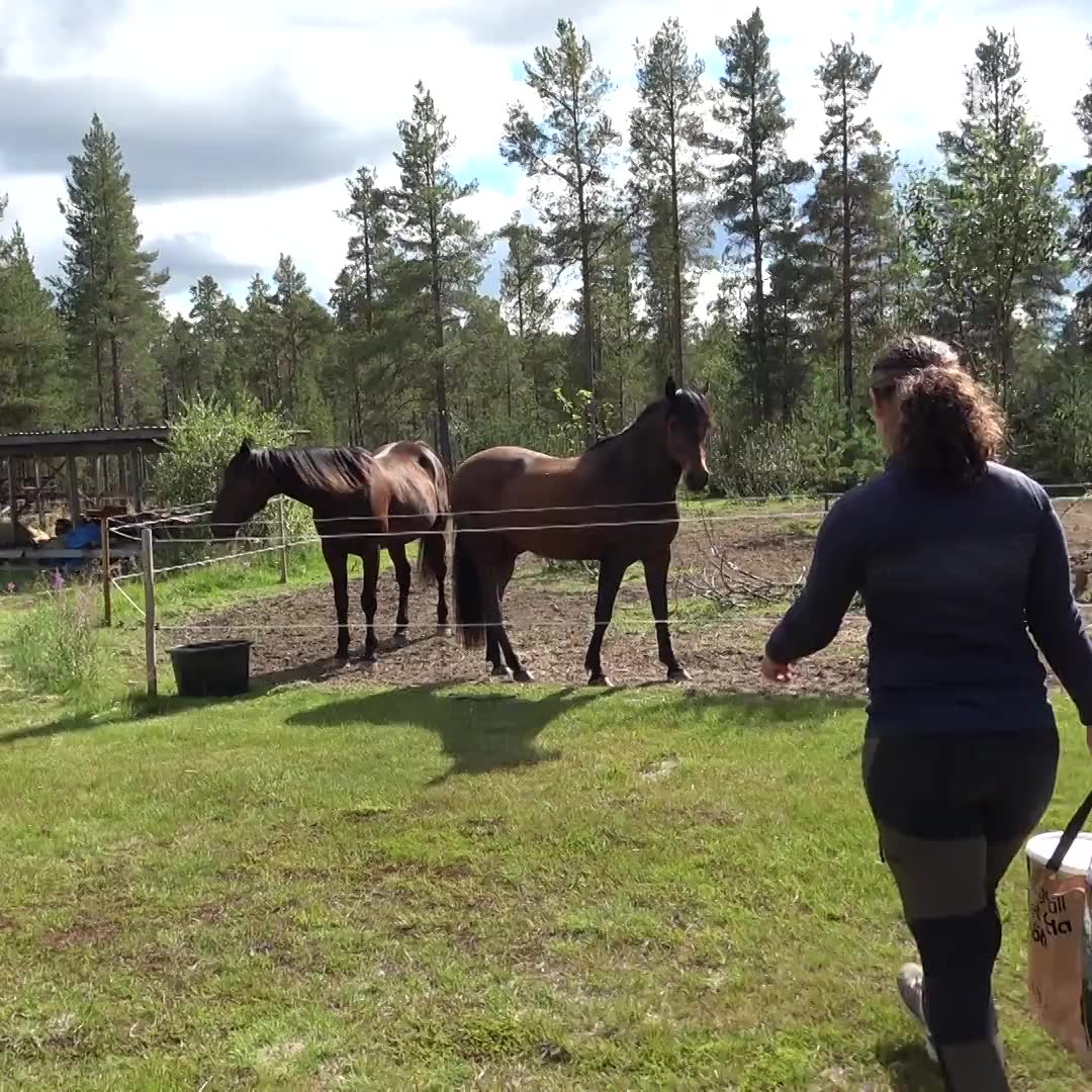 Naturen och en levande by lockade Petra och Adrian till Lillhärdal ...